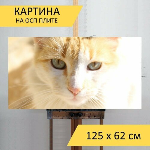 Картина на ОСП 125х62 см. "Кошка, желтый, выглядит" горизонтальная, для интерьера, с креплениями