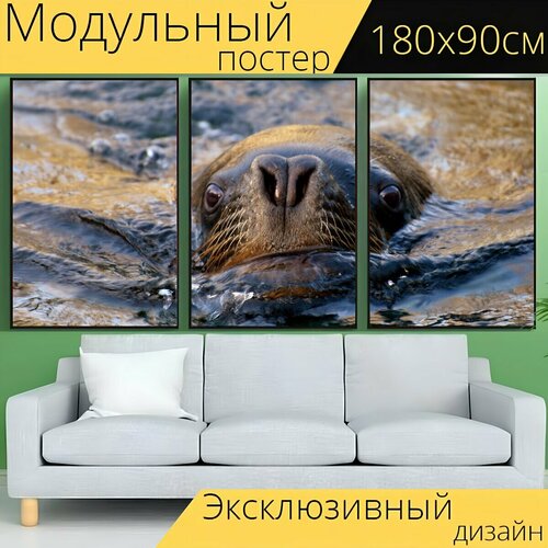 Модульный постер "Тюлень, морской лев, плавать" 180 x 90 см. для интерьера