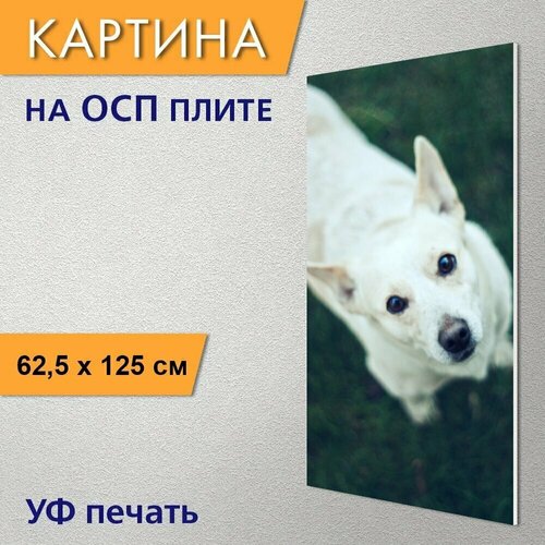 Вертикальная картина на ОСП "Милый, собака, домашний питомец" 62x125 см. для интерьериа