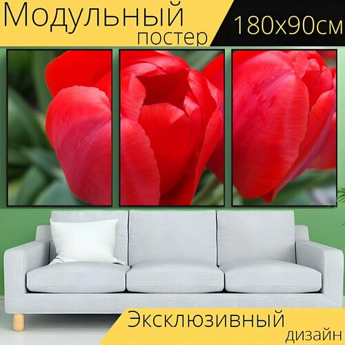 Модульный постер "Тюльпаны, цветы, цветок" 180 x 90 см. для интерьера