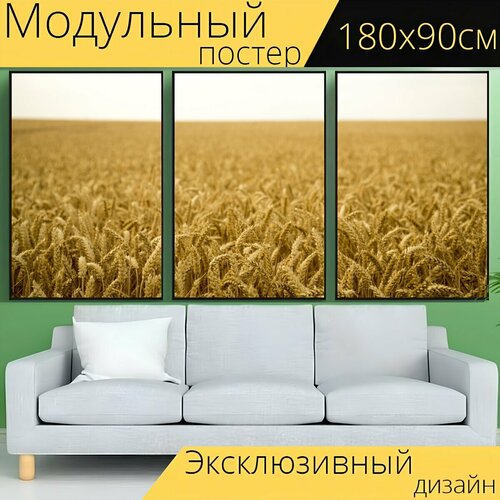Модульный постер "Пшеничное поле, пшеница, открыто" 180 x 90 см. для интерьера