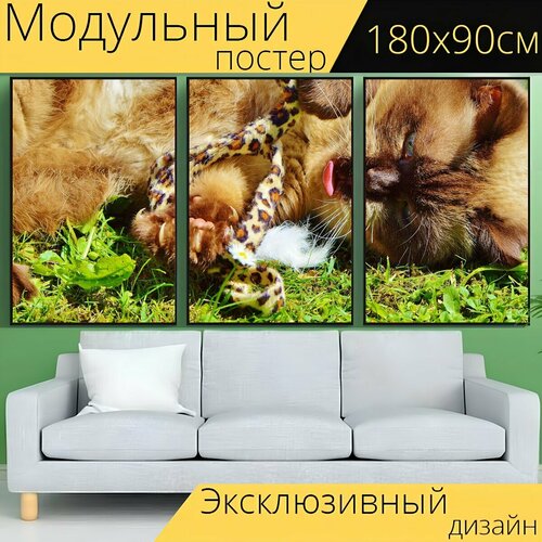 Модульный постер "Британская короткошерстная кошка, кот, играть" 180 x 90 см. для интерьера