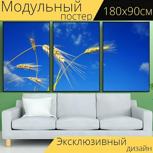 Модульный постер "Пшеница, ферма, земля" 180 x 90 см. для интерьера
