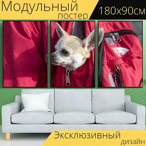 Модульный постер "Рюкзак, чихуахуа, собака" 180 x 90 см. для интерьера