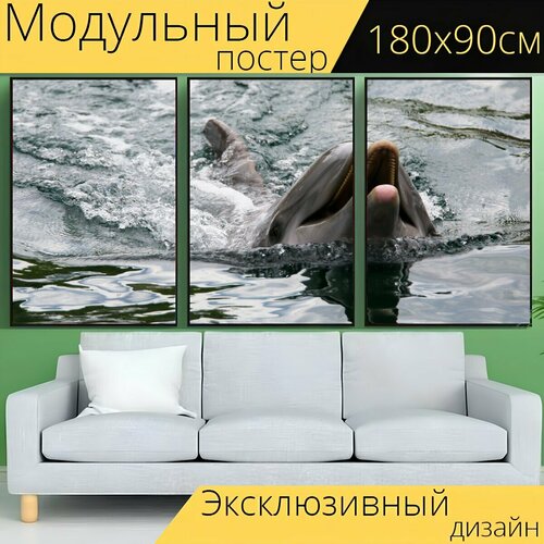 Модульный постер "Дикая природа, дельфин, млекопитающее" 180 x 90 см. для интерьера