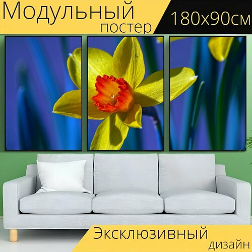 Модульный постер "Желтый и оранжевый нарцисс, сад, блум" 180 x 90 см. для интерьера