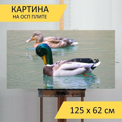 Картина на ОСП 125х62 см. "Утка, кряква, водоплавающая птица" горизонтальная, для интерьера, с креплениями