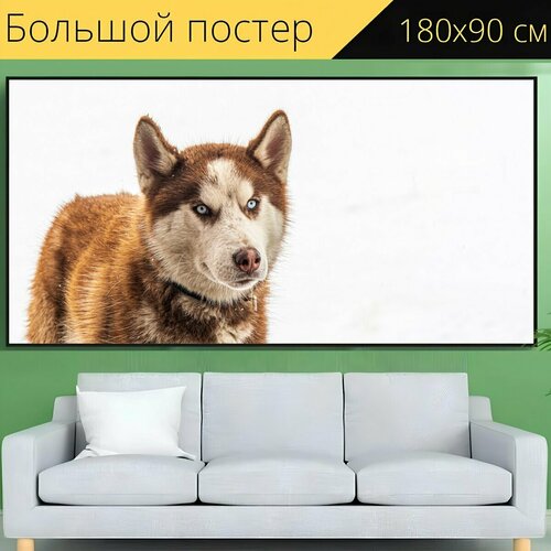 Большой постер "Хаски, браун, собака" 180 x 90 см. для интерьера