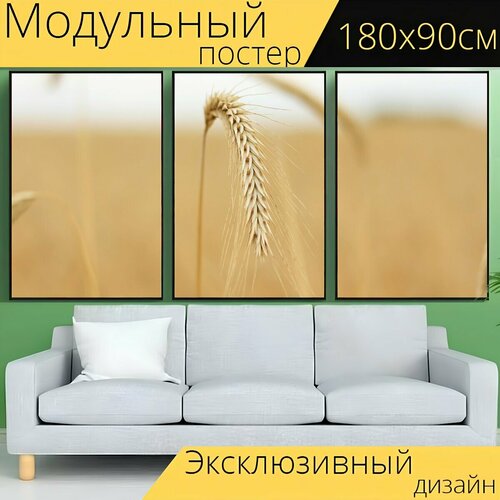 Модульный постер "Зерно, кукурузное поле, обрезать" 180 x 90 см. для интерьера