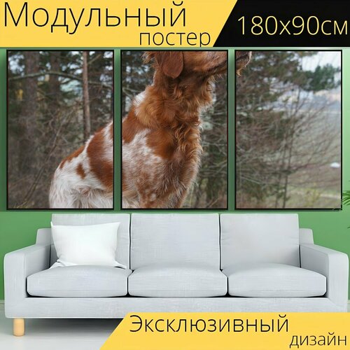 Модульный постер "Бриттани, собака, домашний питомец" 180 x 90 см. для интерьера