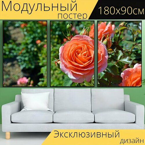 Модульный постер "Цветок, роза, оранжевая роза" 180 x 90 см. для интерьера