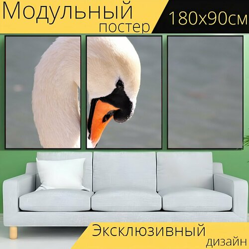 Модульный постер "Белый лебедь, птица, чистка оперения" 180 x 90 см. для интерьера