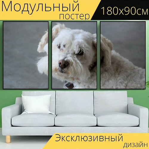 Модульный постер "Белая собака, товарищ, настоящий друг" 180 x 90 см. для интерьера