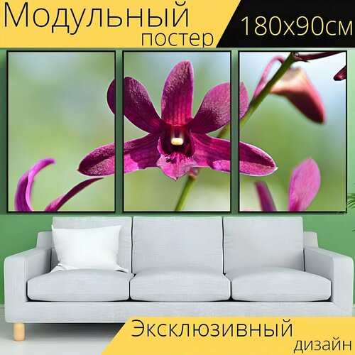 Модульный постер "Орхидея, фиолетовый цветок, цветок" 180 x 90 см. для интерьера