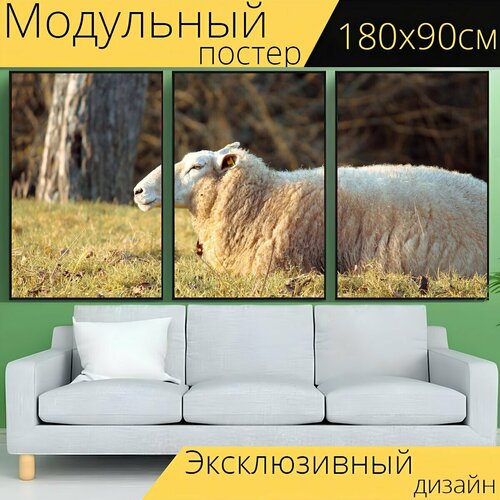 Модульный постер "Шерсть овцы, овец, шерсть" 180 x 90 см. для интерьера