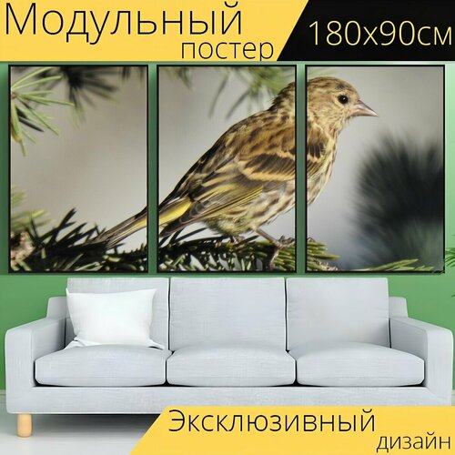 Модульный постер "Сосновый чиж, птица, животное" 180 x 90 см. для интерьера
