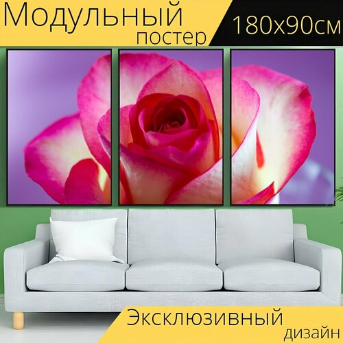 Модульный постер "Цветок, роза, любовь" 180 x 90 см. для интерьера