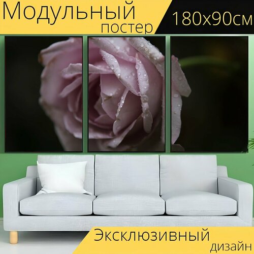 Модульный постер "Роза, цветок, роса" 180 x 90 см. для интерьера