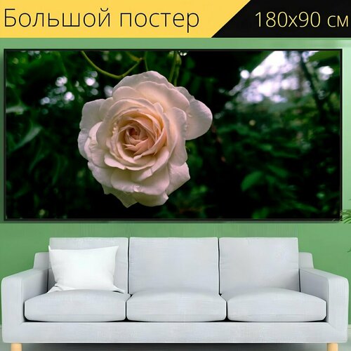Большой постер "Роза, белая роза, цветок" 180 x 90 см. для интерьера