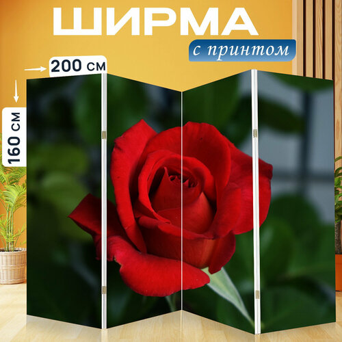 Ширма перегородка с принтом "Цветок, лепесток, китайская роза" на холсте - 200x160 см. для зонирования, раскладная