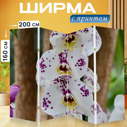Ширма перегородка с принтом "Цветок, завод, цветок орхидея" на холсте - 200x160 см. для зонирования, раскладная