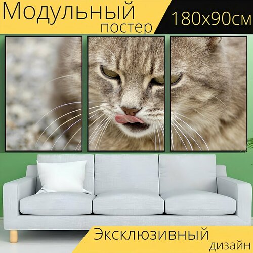 Модульный постер "Кот, домашняя кошка, животное" 180 x 90 см. для интерьера