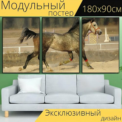 Модульный постер "Конь, бег, корда" 180 x 90 см. для интерьера
