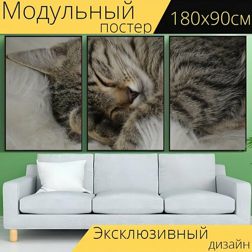 Модульный постер "Кот, тигр, спать" 180 x 90 см. для интерьера