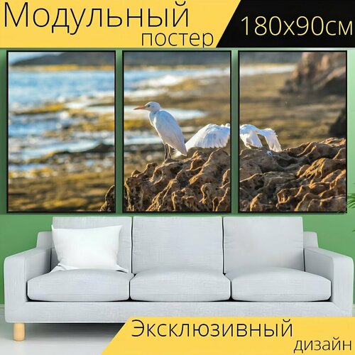 Модульный постер "Морские птицы, морской берег, природа" 180 x 90 см. для интерьера