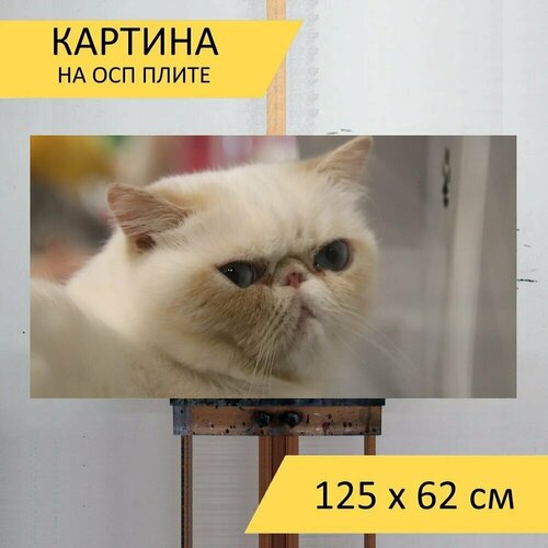 Картина на ОСП 125х62 см. "Кошки, кошачьи, персидская кошка" горизонтальная, для интерьера, с креплениями