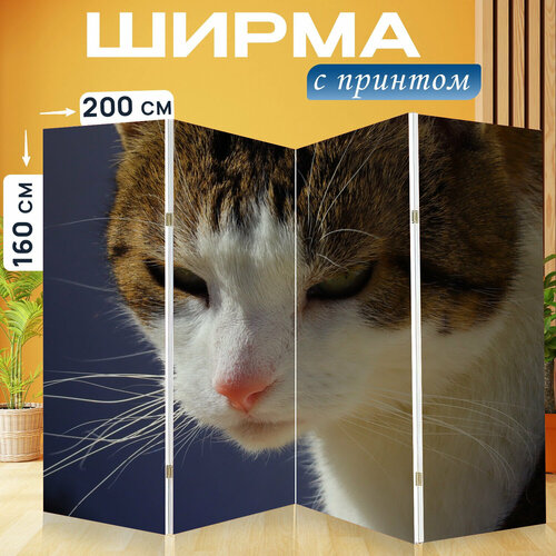 Ширма перегородка с принтом "Кот, домашнее животное, животное" на холсте - 200x160 см. для зонирования, раскладная