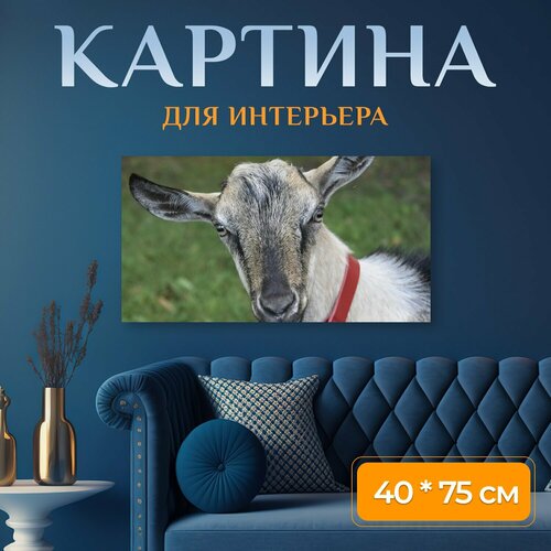 Картина на холсте "Коза, козла юпитер, козел" на подрамнике 75х40 см. для интерьера