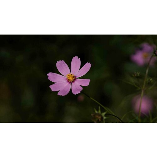 Картина на холсте 60x110 LinxOne "Космея, цветок, фиолетовый, макро, растение" интерьерная для дома / на стену / на кухню / с подрамником