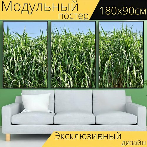 Модульный постер "Тростник, камышовая трава, трава" 180 x 90 см. для интерьера