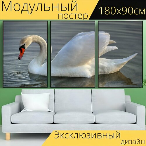 Модульный постер "Лебедь, птица, животное" 180 x 90 см. для интерьера