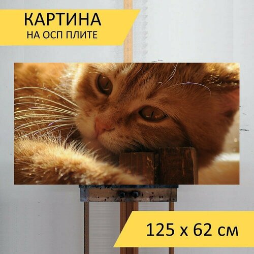Картина на ОСП 125х62 см. "Рыжая кошка, солнечный, кот" горизонтальная, для интерьера, с креплениями