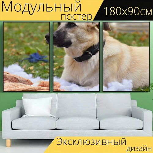 Модульный постер "Собака, домашний питомец, подушка" 180 x 90 см. для интерьера