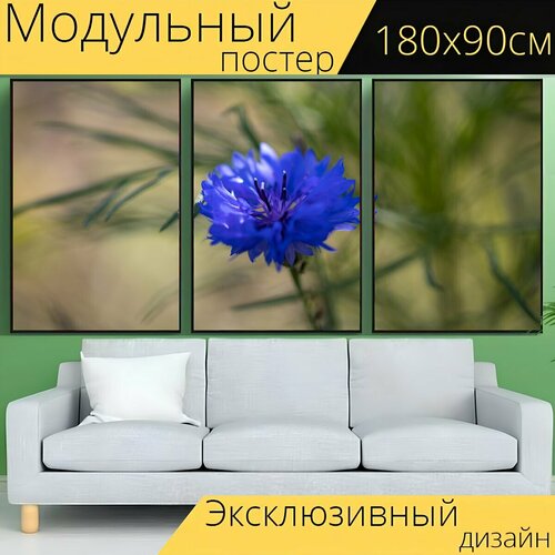 Модульный постер "Васильковый, полевой цветок, васильки" 180 x 90 см. для интерьера