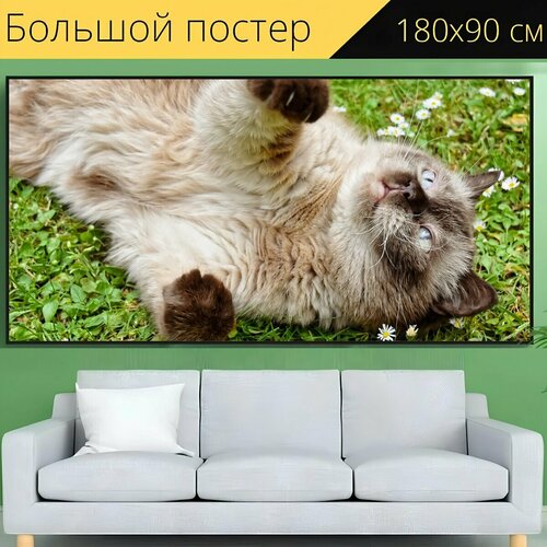 Большой постер "Британская короткошерстная кошка, кот, домашнее животное" 180 x 90 см. для интерьера