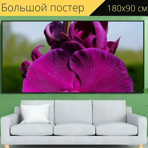 Большой постер "Орхидея, фиолетовый, цветок" 180 x 90 см. для интерьера