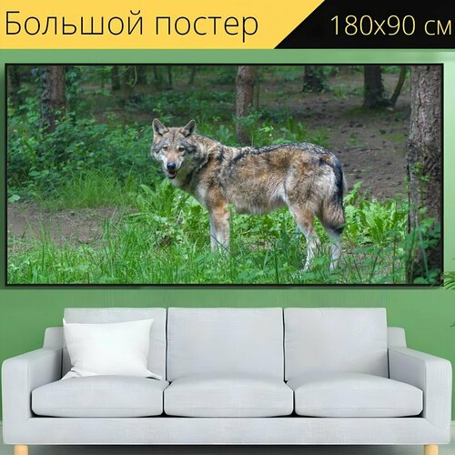 Большой постер "Волк, хищник, серый волк" 180 x 90 см. для интерьера