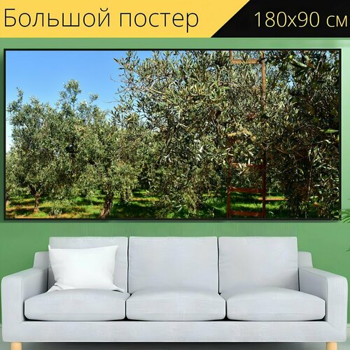 Большой постер "Оливковые деревья, оливковое поле, урожай оливок" 180 x 90 см. для интерьера
