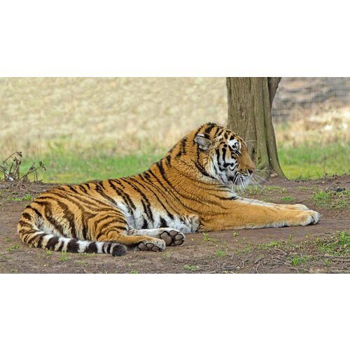 Картина на холсте 60x110 LinxOne "Тигры отдых амурский тигр" интерьерная для дома / на стену / на кухню / с подрамником