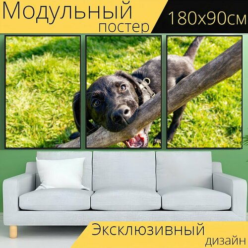 Модульный постер "Собака, лабрадор, черный собака" 180 x 90 см. для интерьера