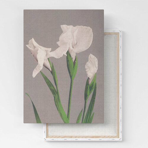 Картина на холсте, репродукция / Огава Кадзумаса - White Irises / Размер 60 x 80 см