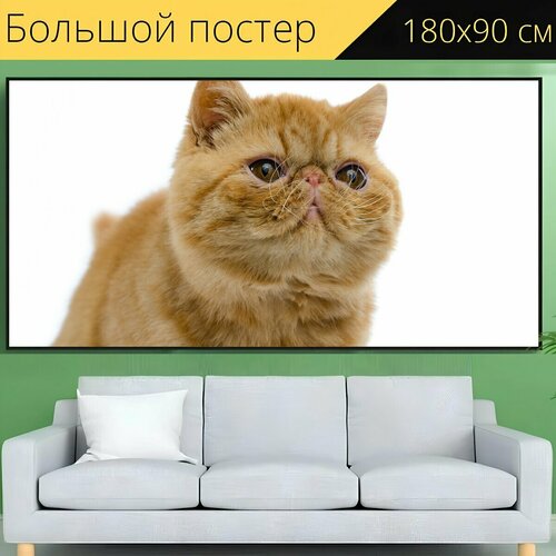 Большой постер "Кошка, имбирь, котенок" 180 x 90 см. для интерьера