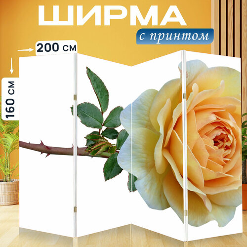 Ширма перегородка с принтом "Цветок, желтый, роза" на холсте - 200x160 см. для зонирования, раскладная