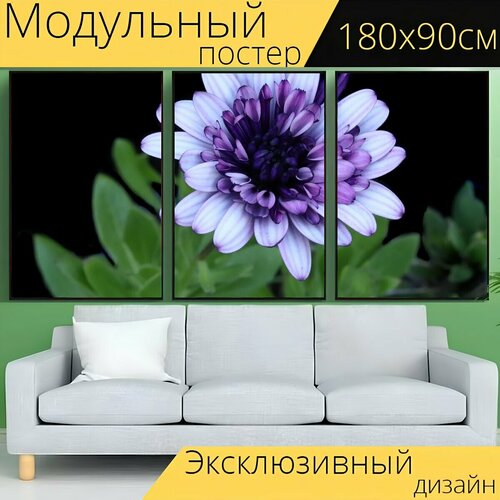 Модульный постер "Маргаритка, цветок, белый фиолетовый" 180 x 90 см. для интерьера