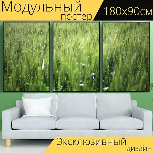 Модульный постер "Пшеничное поле, награда, зеленая пшеница" 180 x 90 см. для интерьера