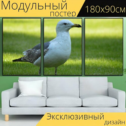 Модульный постер "Чайка, птица, природа" 180 x 90 см. для интерьера